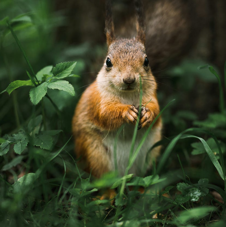 The Mighty Oak Tree Drops Acorn Seeds | by LuMarLee | The Daily Cuppa ...