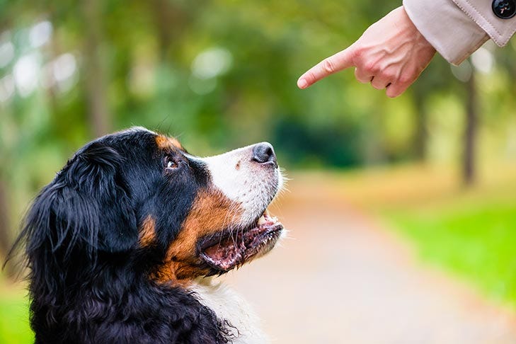 We should stop shaming dogs for barking at things they see through the ...