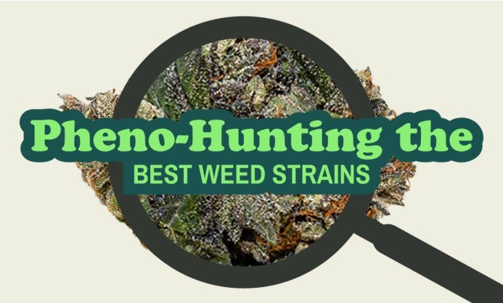 Pheno-Hunting the Best Weed Strains | by Adam Adman | Mind Medicine ...