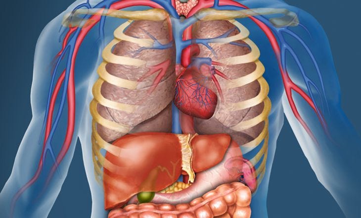 why-is-anatomy-important-written-by-megan-kong-by-darshita-prathap