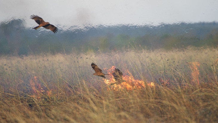 These Birds Are Intentionally Setting Forests on Fire. | by Ross Akram ...