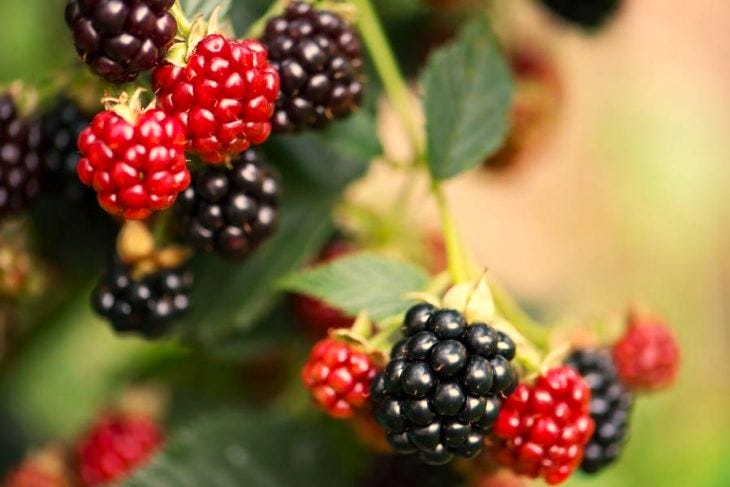 Raspberry Bushes - Farhan Asif Yousaf Zai - Medium