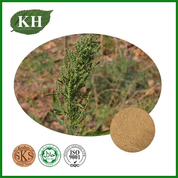 Epazote Seed Extract - kingherbs - Medium