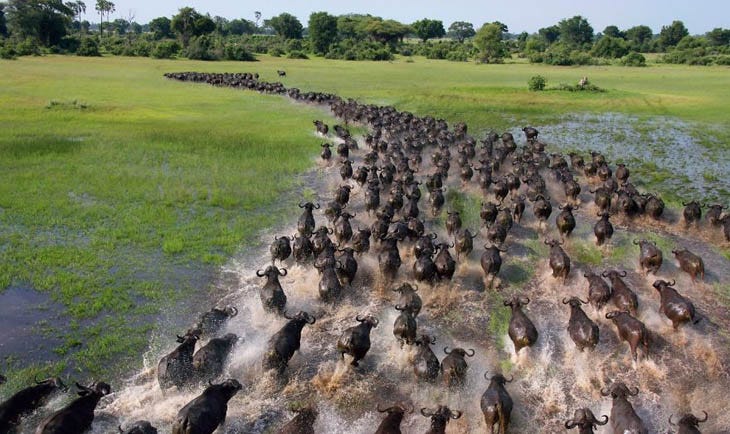 Migration Of Animals And Plants