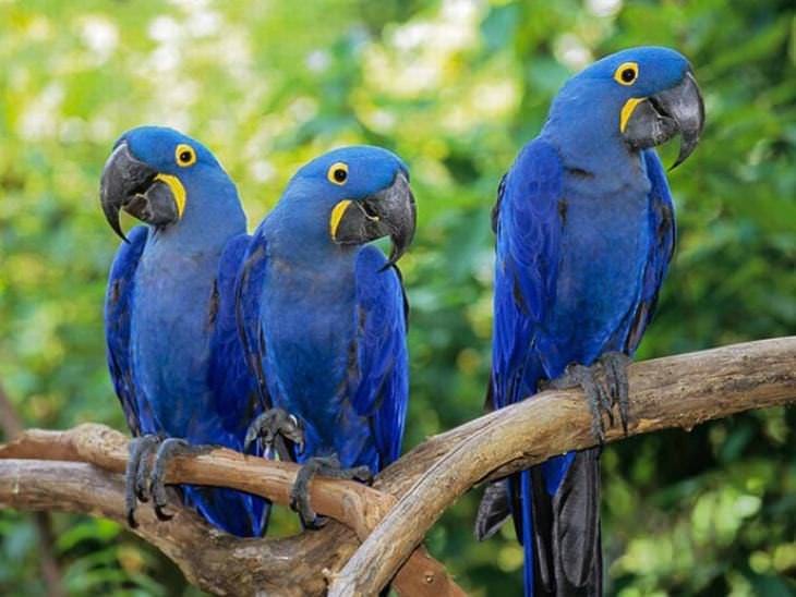Most Beautiful Blue Birds In The World | by Raiqa Ch | Medium