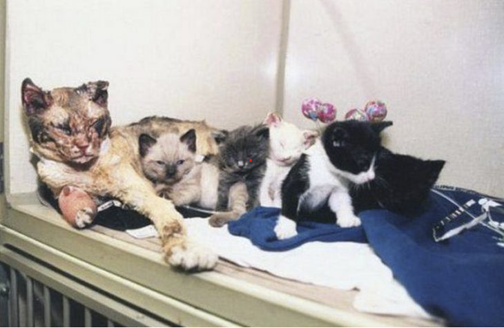 This Cat Got Seriously Burned Trying To Retrieve Her Kittens | by ...