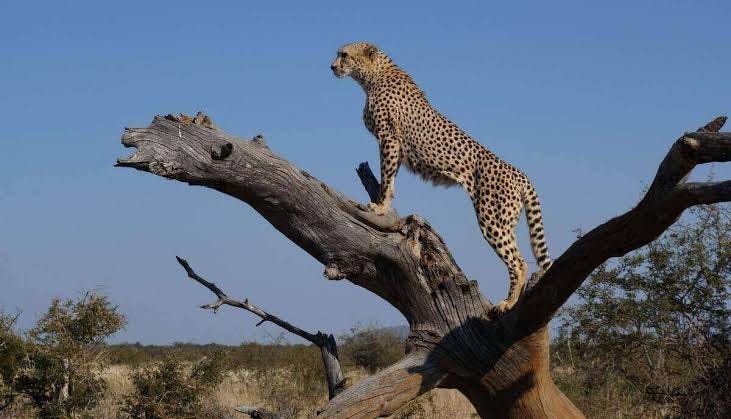Which Animal is the Fastest? The Mysteries of Nature’s Flying Machines ...