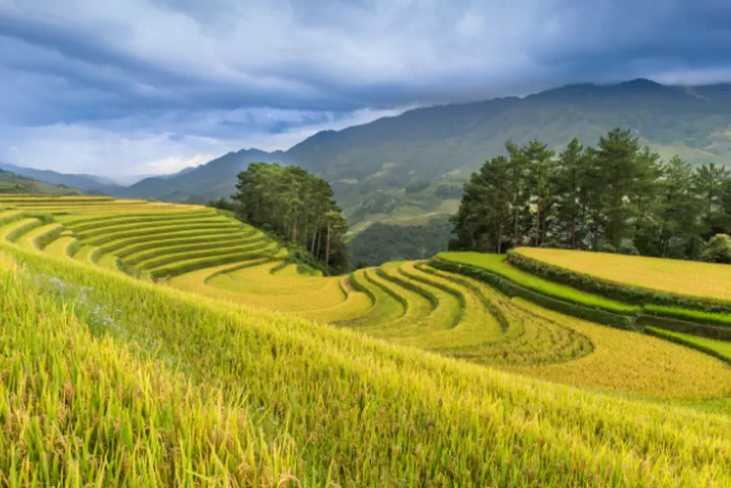 The History of Java Island, Its Natural Fertility Admired by British ...