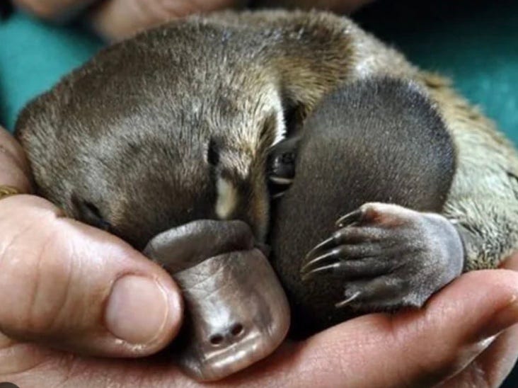 The Platypus is Venomous…What?!? No Way… | by Jennifer Bettelyoun | The ...