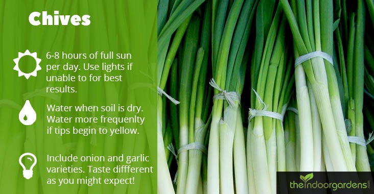 Growing Chives Indoors. If you’re looking for a delicious and… | by The ...