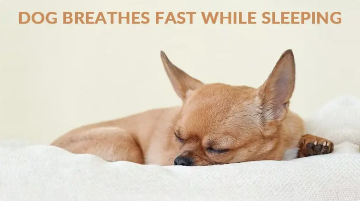 Dog Breathes Fast While Sleeping: Reasons & Solutions | by Pet ...