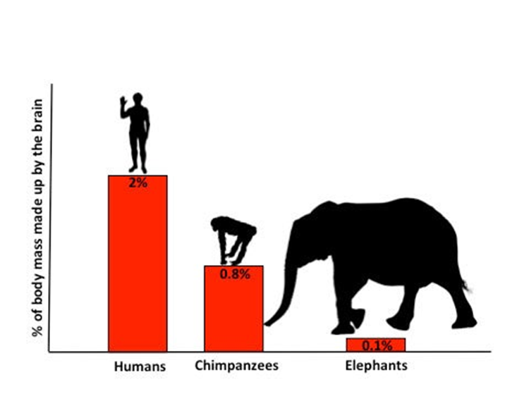 How did scientists discover the AI species? | by Lior Messinger | Nov, 2025 | Medium