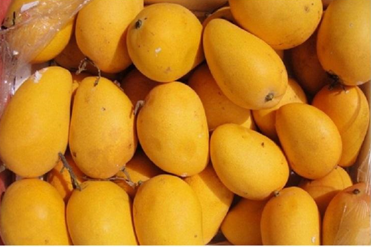Banganapalli or Sindoor? Choosing a Mango that suits your taste | by ...