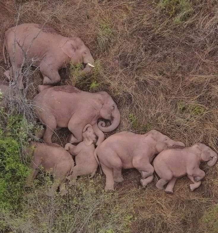 Sleeping elephants via drone footage💤 - Modern Trend News - Medium