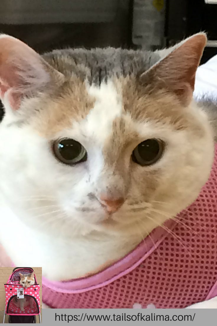 Cat Therapy Stimulation For Nursing Home Patients | by Tails of Kali-Ma ...