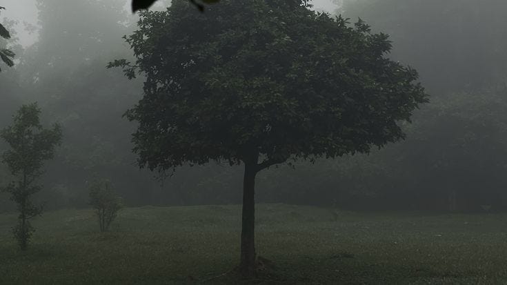 Tree Among Shrubs — Men I Trust: Ketika Sunyi Itu Tidak Lagi Menakutkan ...