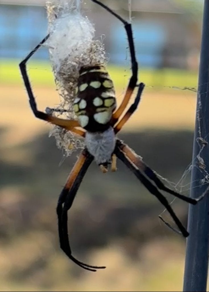 Common Garden Spiders by Kim Nelson | Medium