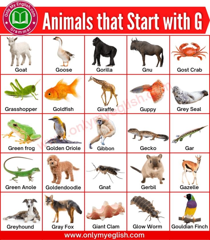 Animals That Start With G: Discover the Wild Gems! | by Alex Hope | Aug ...