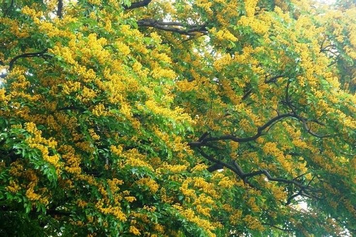The echoes of the narra tree.. It’s fascinating how people can drift ...