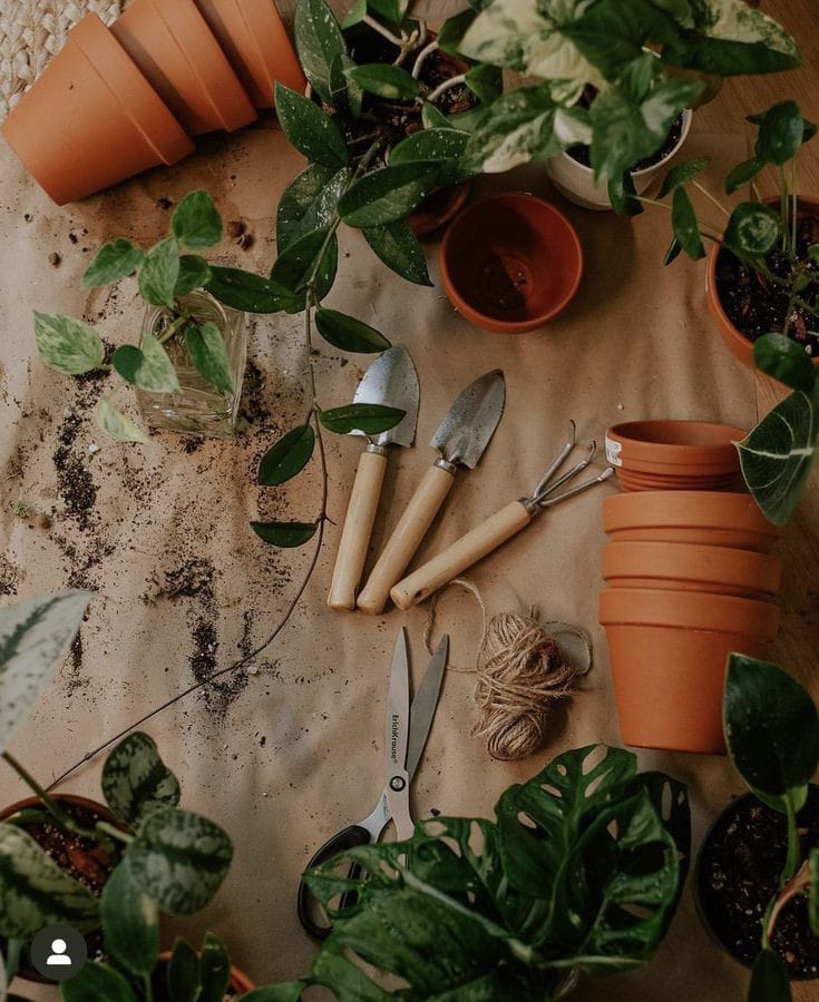 My Journey to a Thriving Garden: A Comprehensive Beginner’s Guide to ...