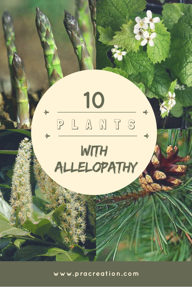 Plants unlike animals and humans can’t move or communicate. | by ...