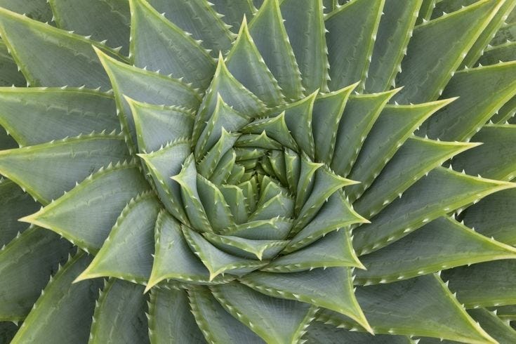 Understanding and Analyzing Nature’s Functional Form | by Akanshamandal ...