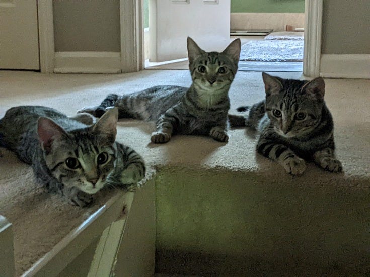Life with Cats: A Dark Night. I adopted three 6 month-old cats in… | by ...