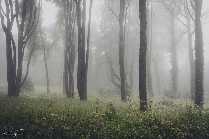 Ephemeral Grace. A Poem: In My Forests | by Momtaz F | Medium