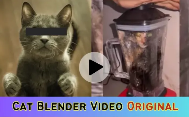 Watch full video Cat Blender Video On Twitter Original | by Foltz | Medium