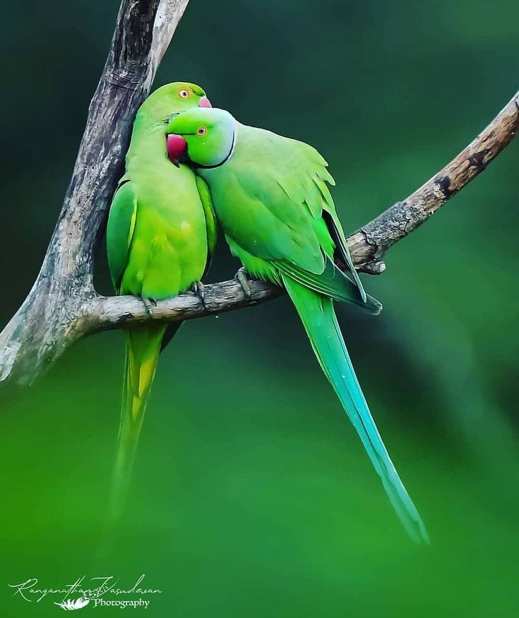 What are 10 facts about parrots?. 10 Things You Didn’t Know About… | by Maham Arshad | Nov, 2024 ...