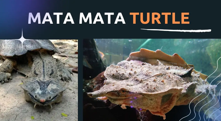Mata Mata Turtle. The Amazon and Orinoco basins are home… | by Jiozee ...