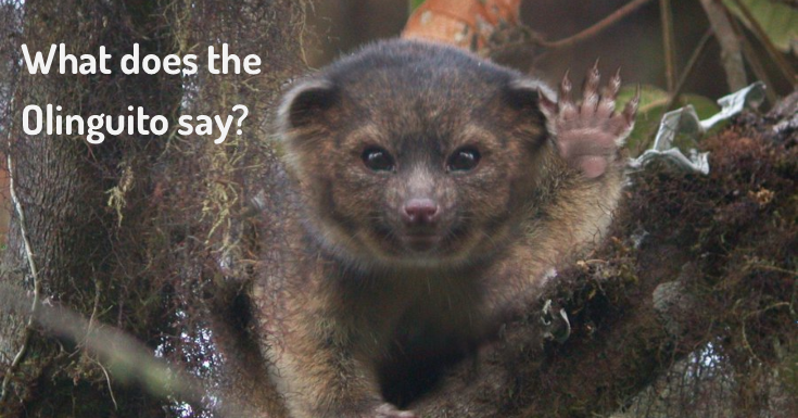 Olinguito Baby