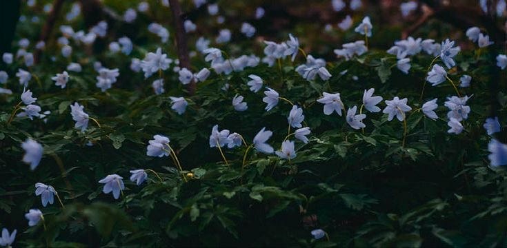 My heart is growing too many flowers | by Y o o r a | Sep, 2024 | Medium