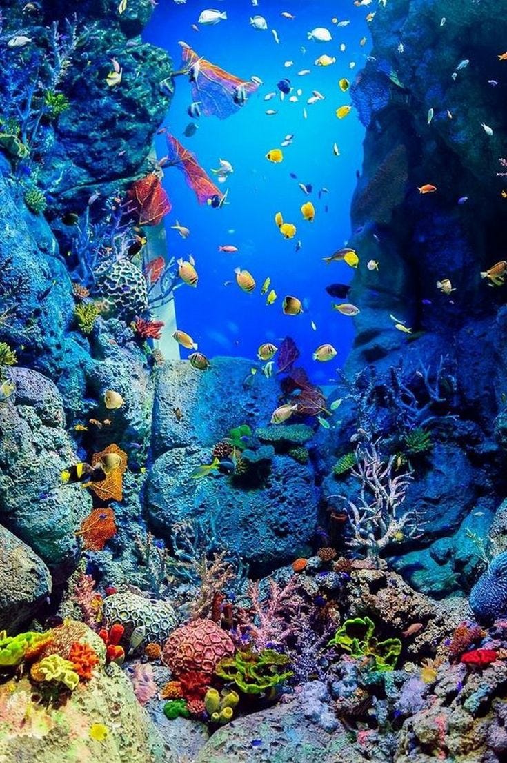 The Fascinating World of Fish. Fish world | by Freya56 | Nov, 2024 | Medium
