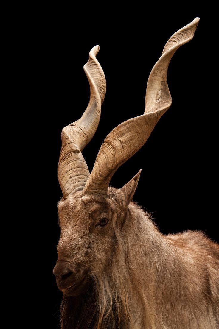 Markhor: National Pride of Pakistan | by Muhammad buraQ | Medium