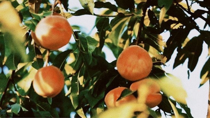 You Can Be the Sweetest Peach on The Tree, But Some People Don’t Like ...