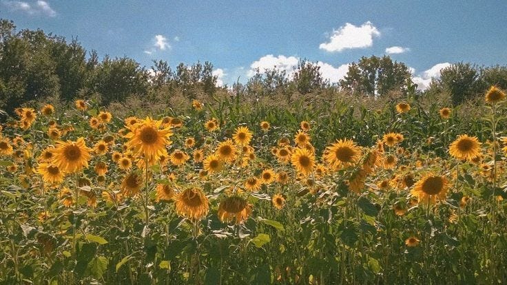 Happiness is a Problem. Or at least, it can be? | by Shana Anzures ...