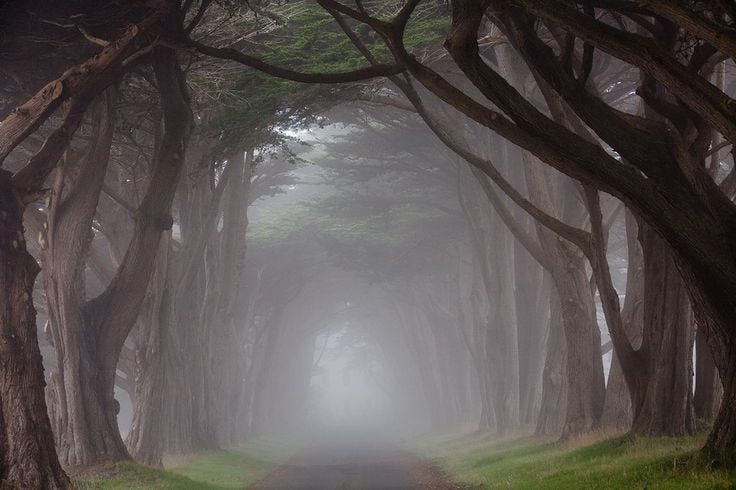 Fog.. I live where it’s often foggy. I love… | by allan charles smith ...