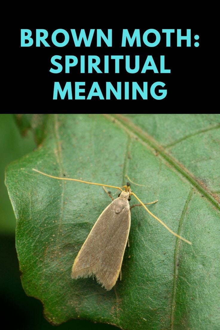 Brown Moth Spiritual Meaning: Unveiling Mystic Symbols | by Esrat_SEO ...
