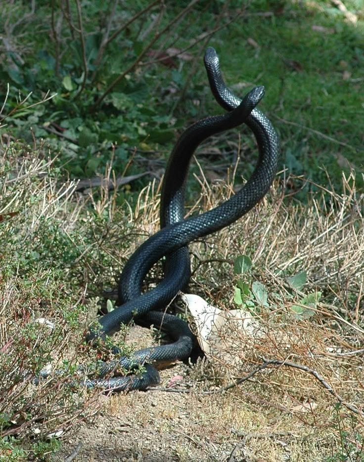 The Serpent’s Secret: How the Biblical Snake Actually Liberated ...