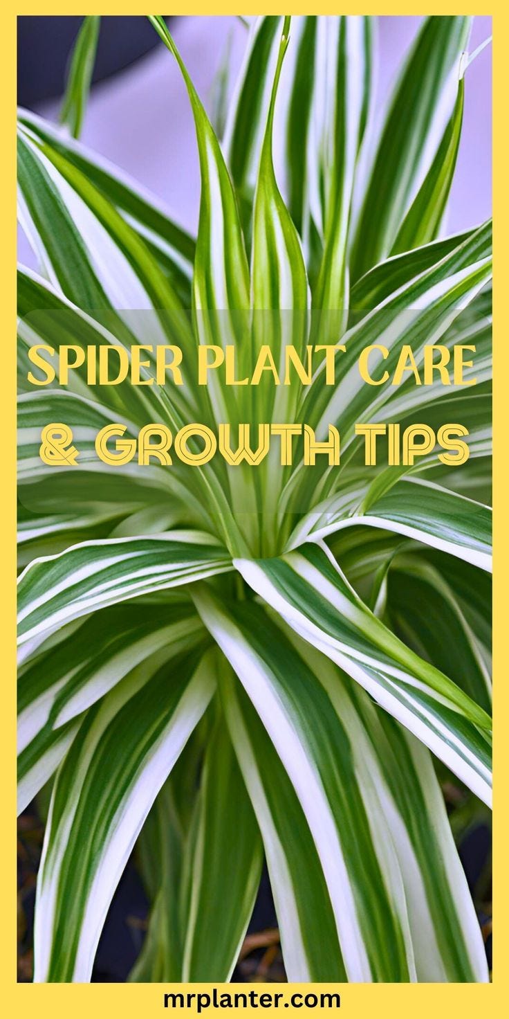 Spider Plant Care Essentials Tips For Lush Growth | by Daphne J. Doe ...