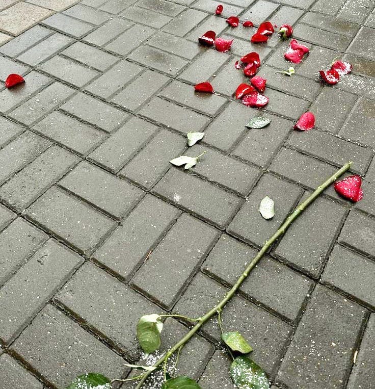 A Game of Petals and Truths. In a world where childhood games… | by k's ...