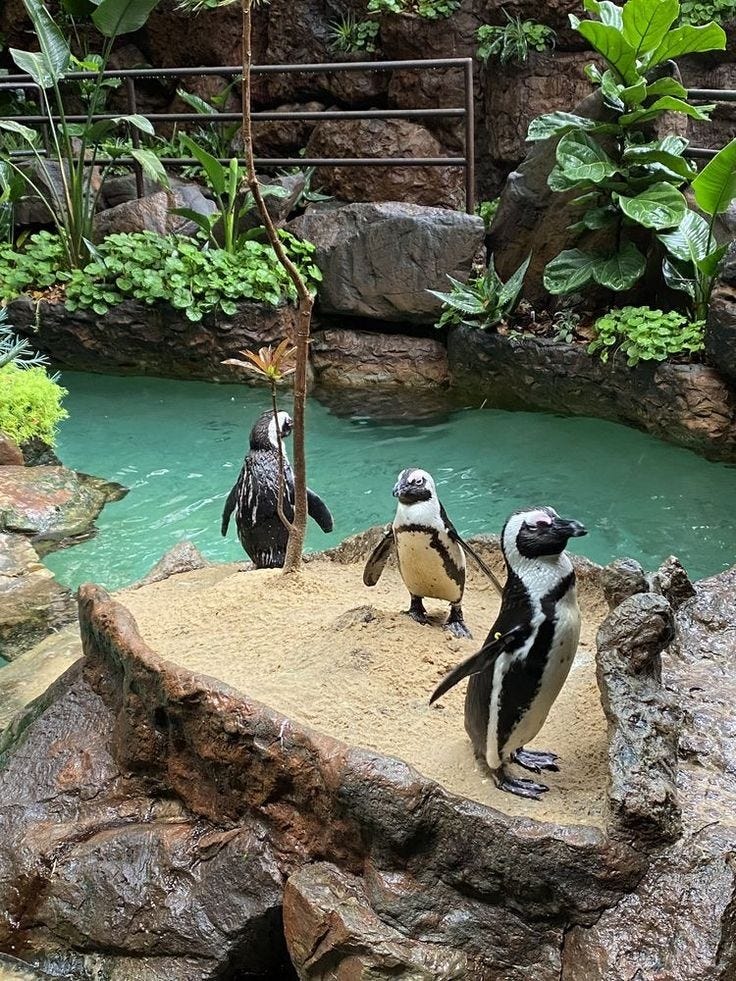 Zoo date. Pict : pinterest | by satturysa | Medium