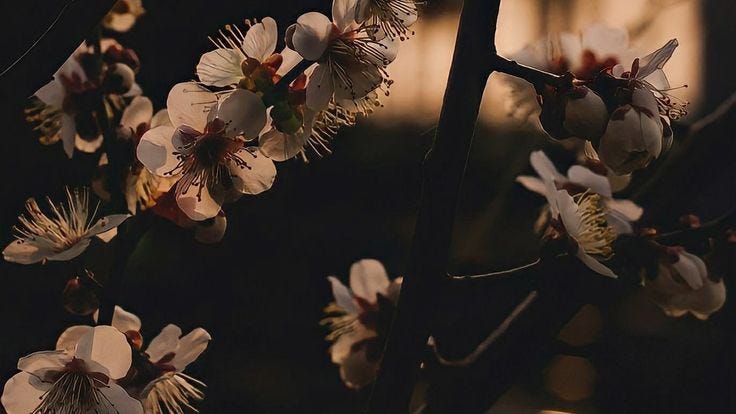 can you blame me? - lacy - Medium