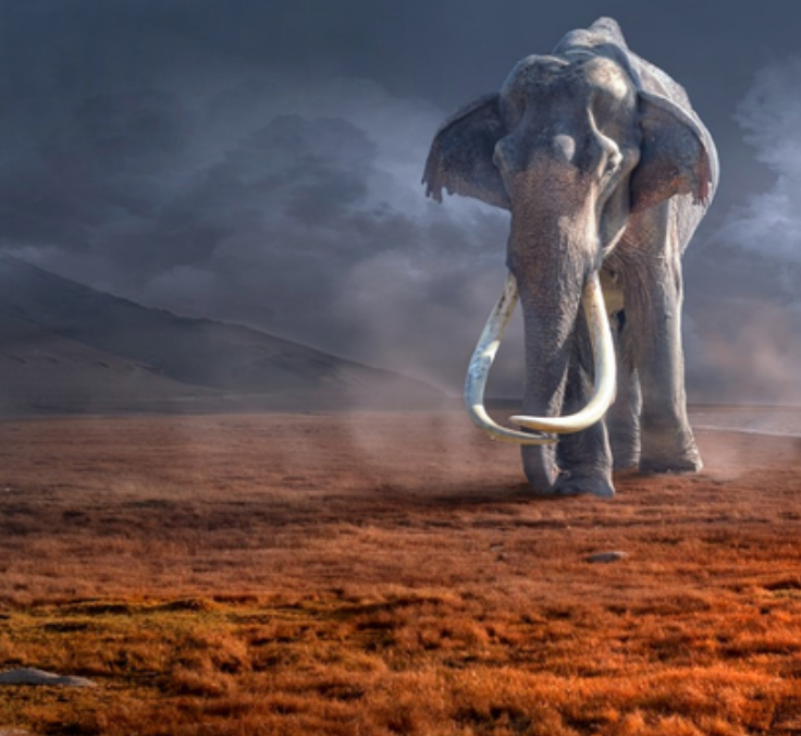 How the Elephant Money Parabolic Move will Play out | by Patrick ...