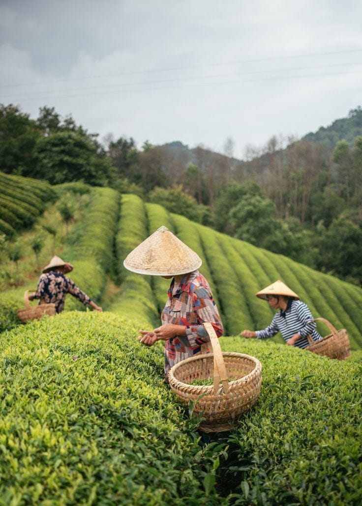 Chai Farming: Cultivating a Global BeverageChai, | by Boxer Bhai | Medium
