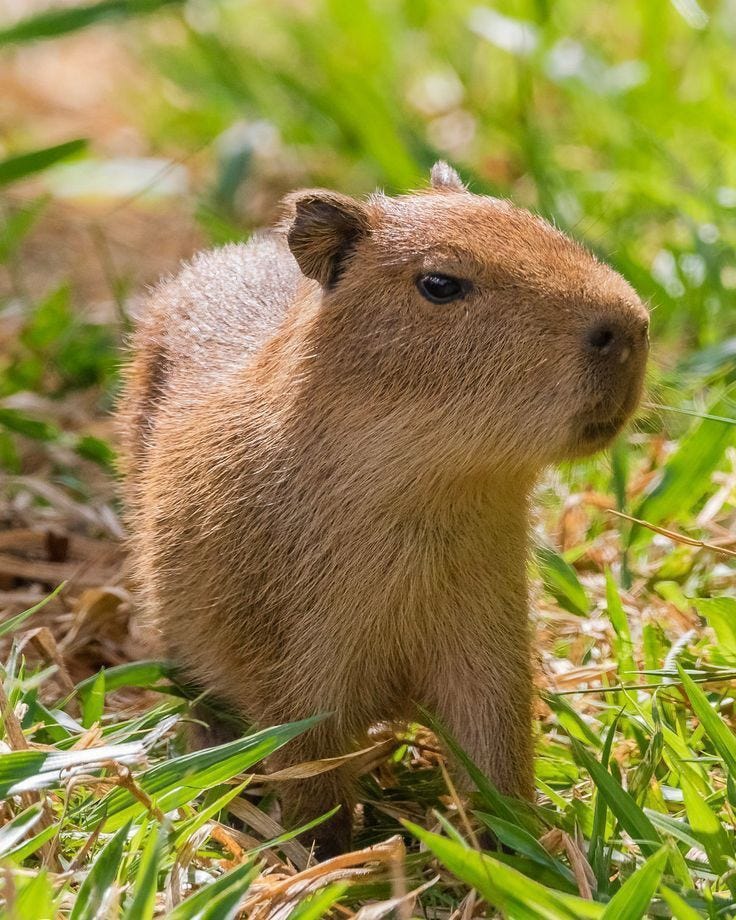 What’s so special about capybaras? - Nana - Medium