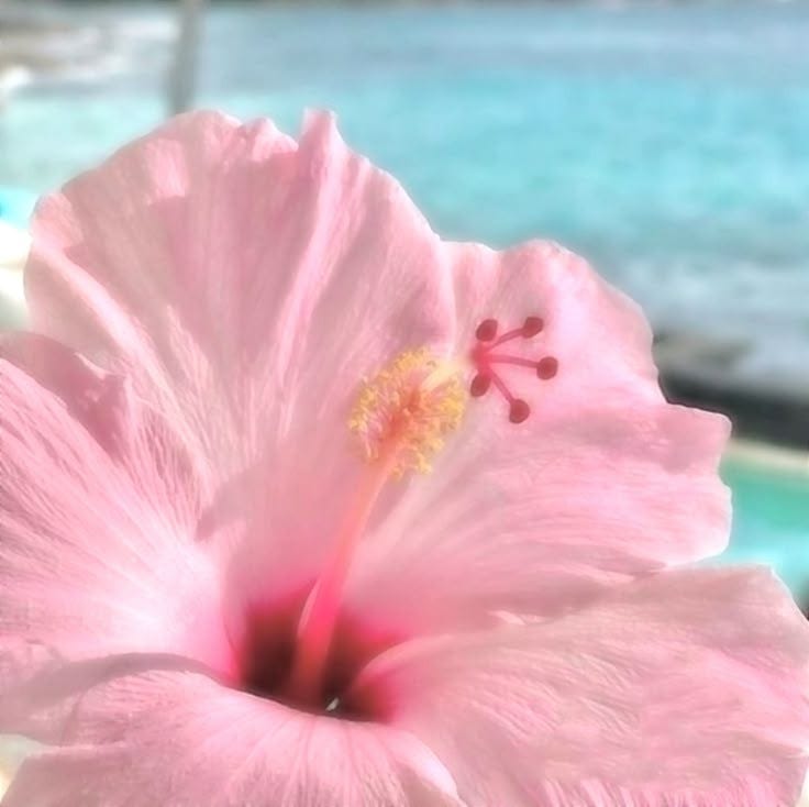 a mystifying flower. 𝑅𝘪𝘤𝘩 𝘪𝘴𝘭𝘦… | by mia's diary ᡣ𐭩 | Apr, 2025 | Medium