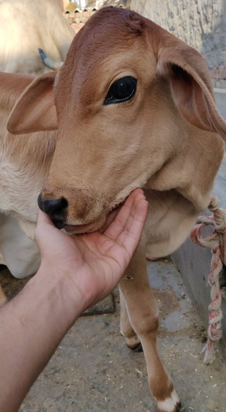 The Wanderer: A Tale of Cow. In the rolling hills of Green Valley… | by ...