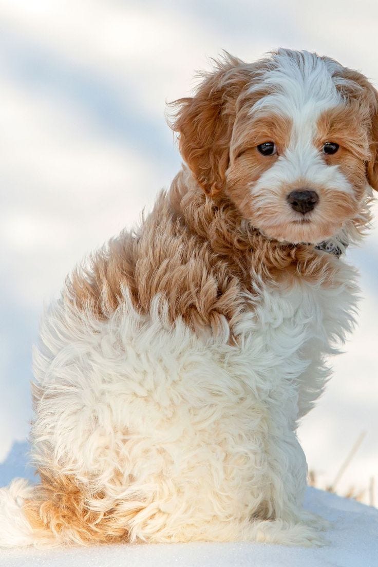 Why Dogs Just Might Be the Best Thing That Ever Happened to Us | by Ha ...
